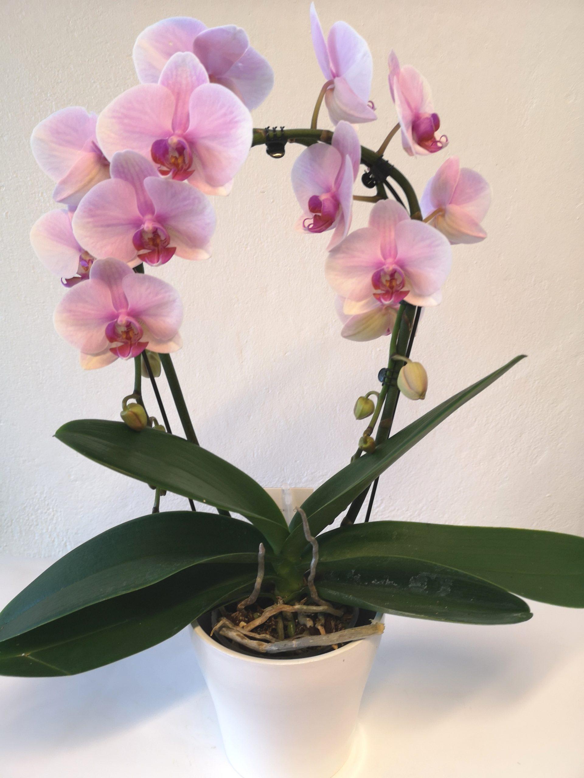 Phalaenopsis orkidea kaarella vaaleanpunainen