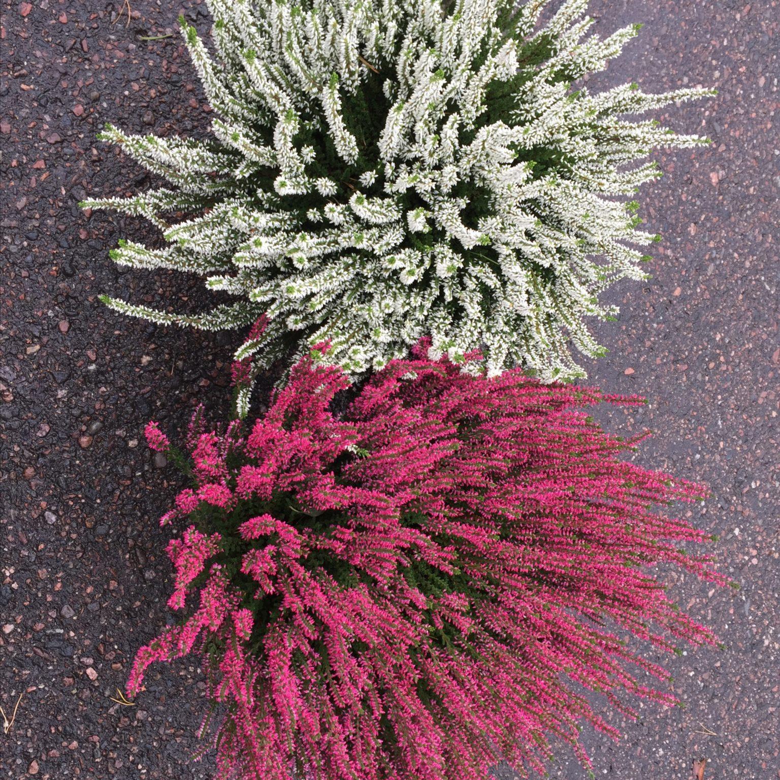 Calluna yksivärinen P23 iso koko - Kukkatalo Maritta