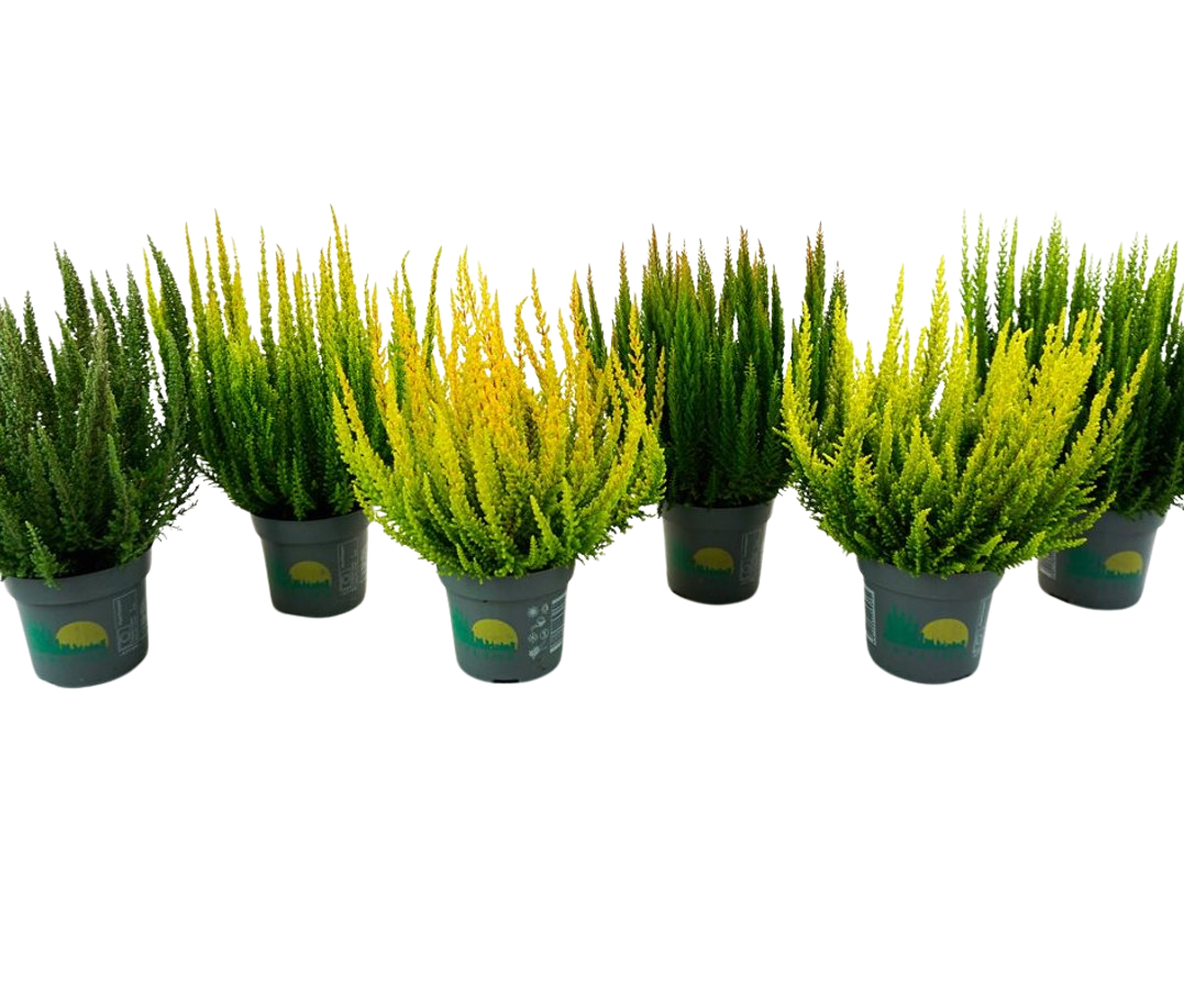 Calluna v. 'B. Ladies'® Skyline P10.5 - Kukkatalo Maritta