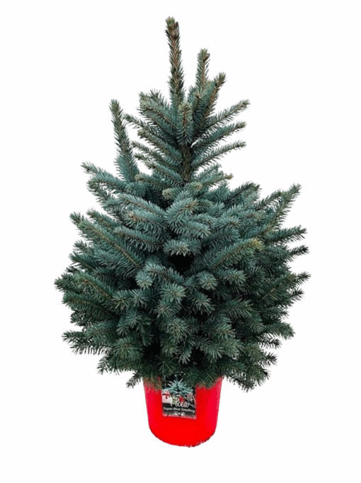 Picea pungens 'Super Blue' 60-80 CM C7 - Kukkatalo Maritta